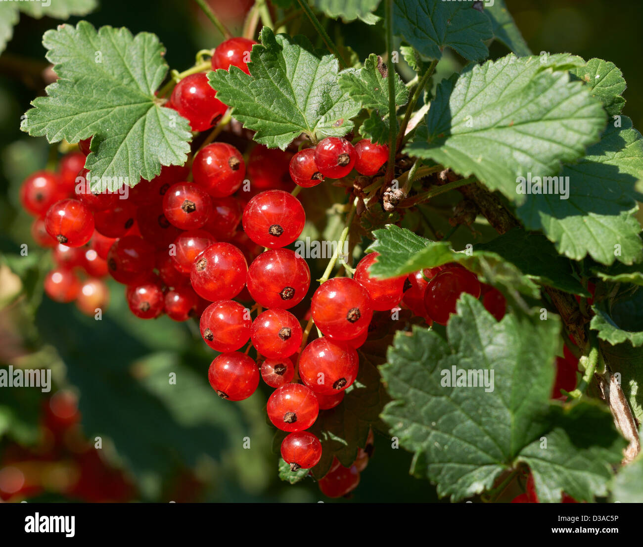 Red currant plant hi-res stock photography and images - Alamy