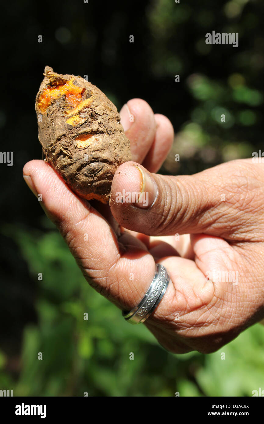 Asian plant with edible roots hi-res stock photography and images - Alamy