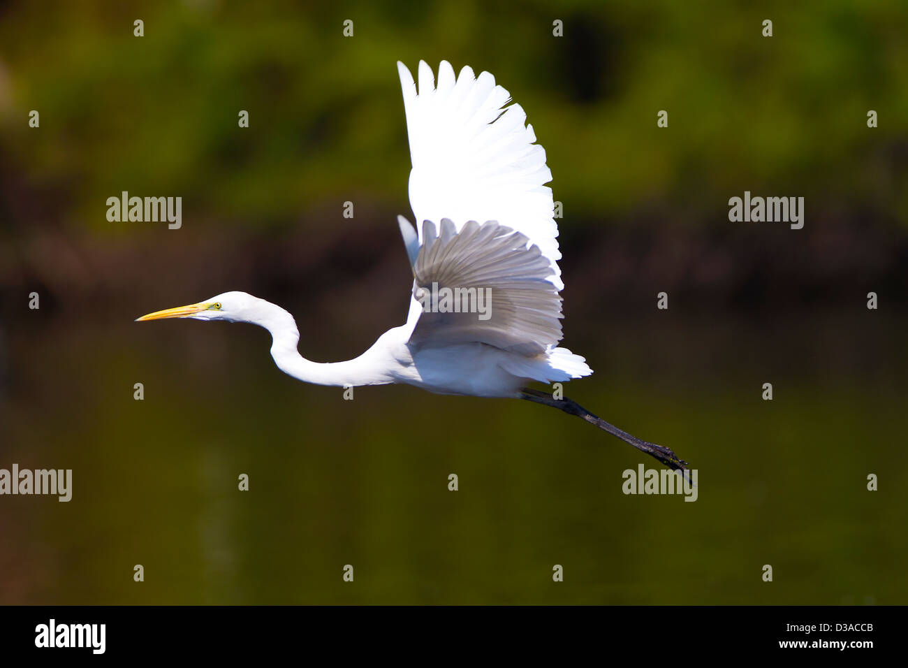 Bird,Indian Egret,Wing,Flying, Water, Beauty In Nature,Wildlife, Rear End,Beak, Animal Body ...
