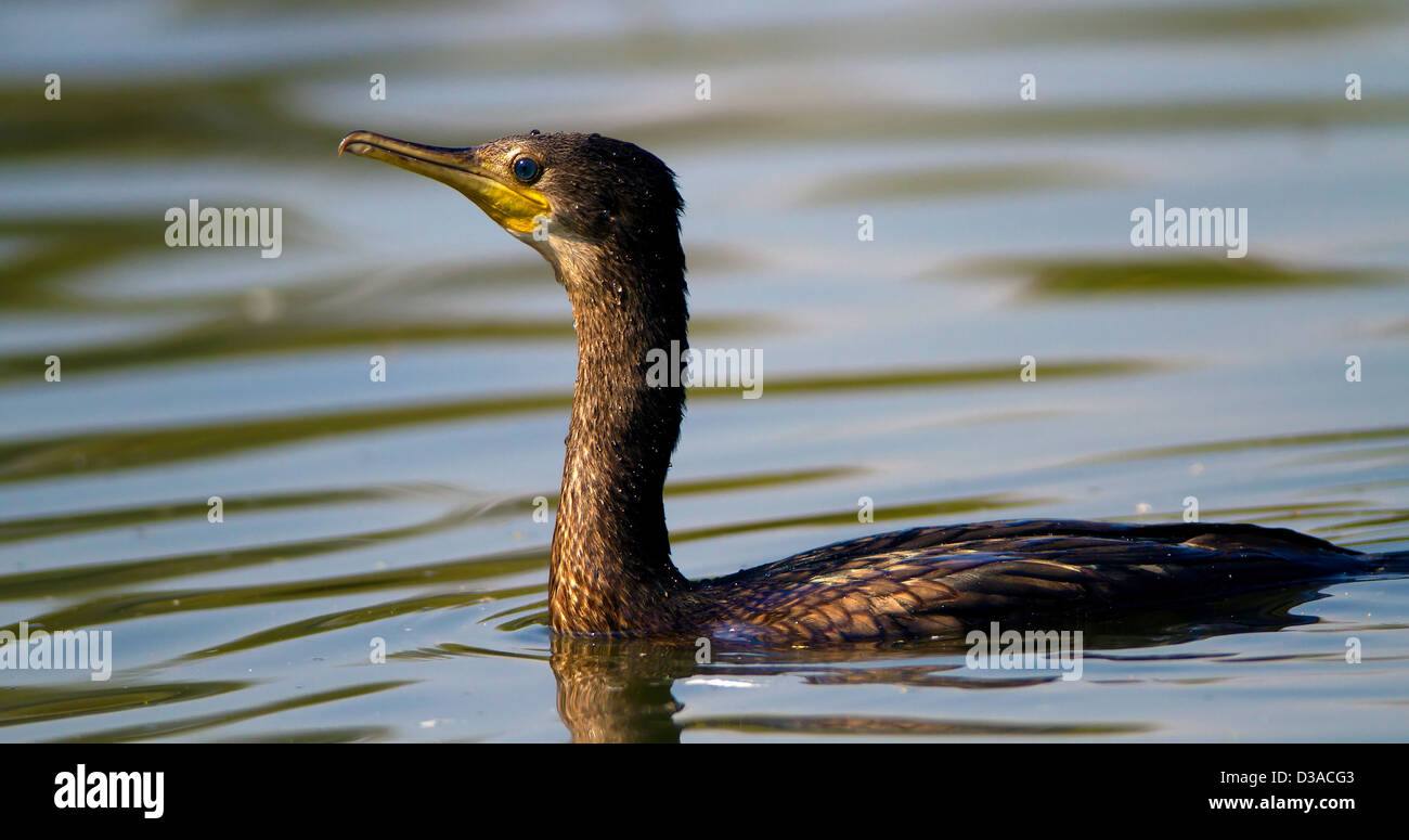Urban nature and bird sanctuary hi-res stock photography and images - Alamy
