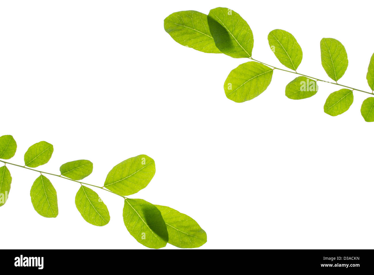 Back garden in spring isolation hi-res stock photography and images - Alamy