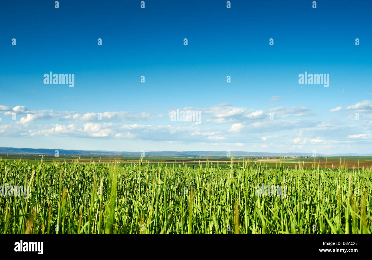 Plantation of wheat in early spring season Stock Photo - Alamy
