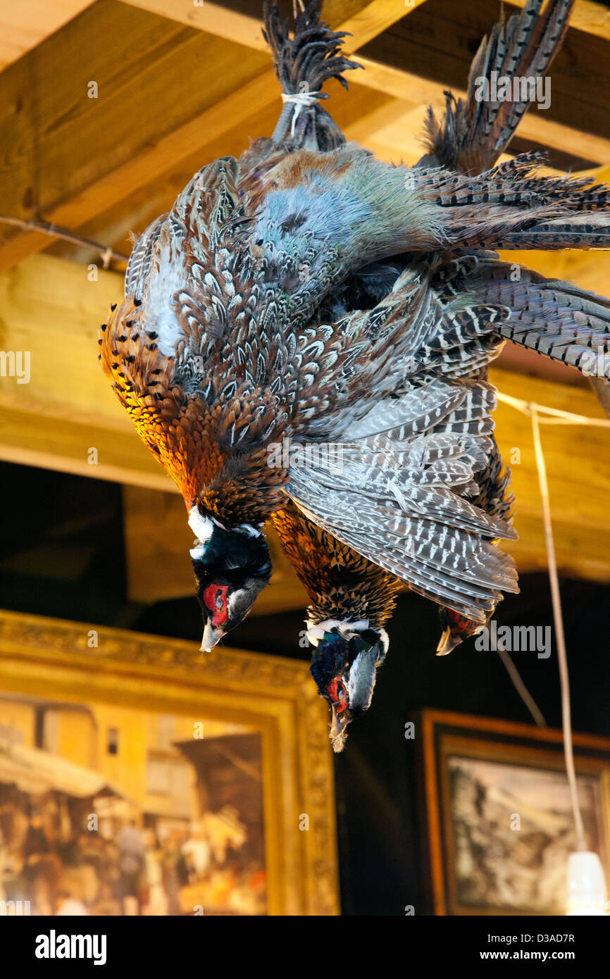 Hanging pheasants hi-res stock photography and images - Alamy