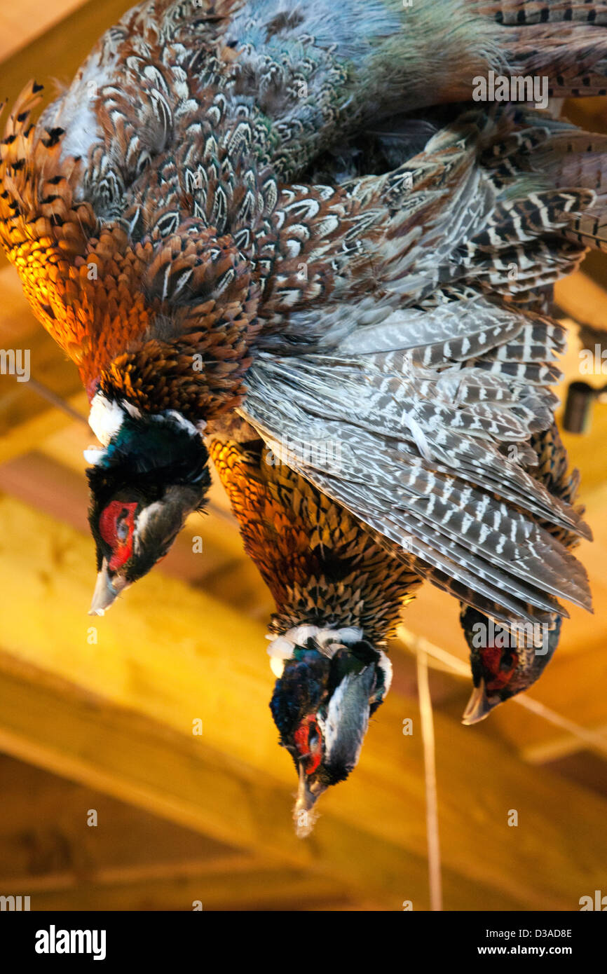 Hanging Pheasants at Borough Market in SE1 - London UK Stock Photo - Alamy