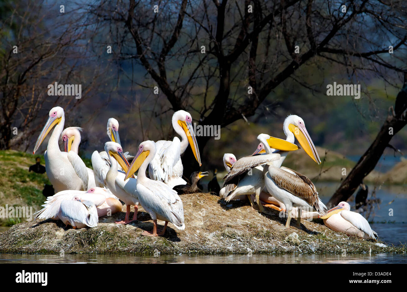 Great White Pelican flock Stock Photo - Alamy