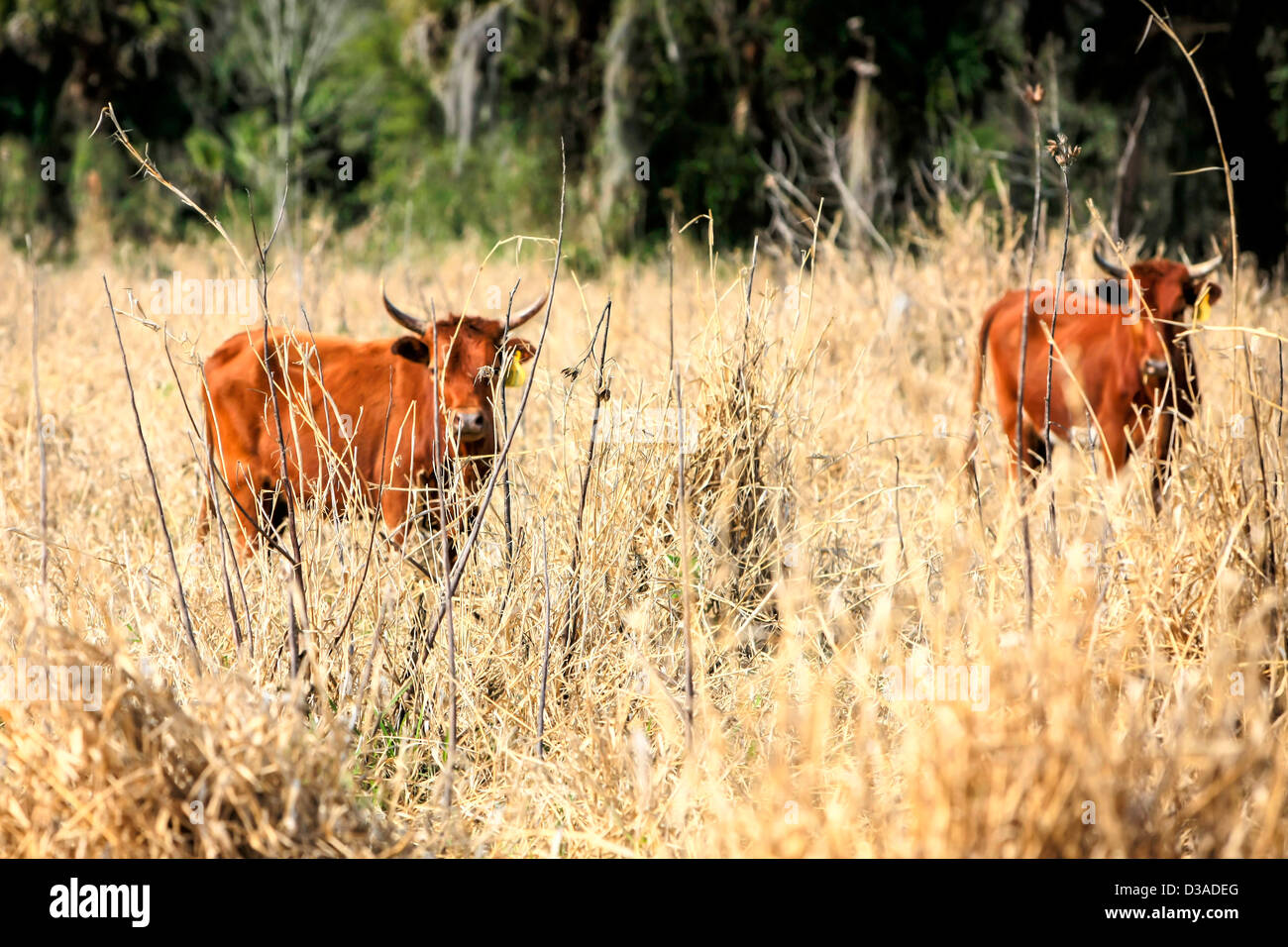 Steers cattle hi-res stock photography and images - Alamy