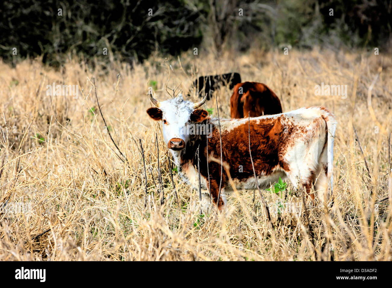 Steers cattle hi-res stock photography and images - Alamy
