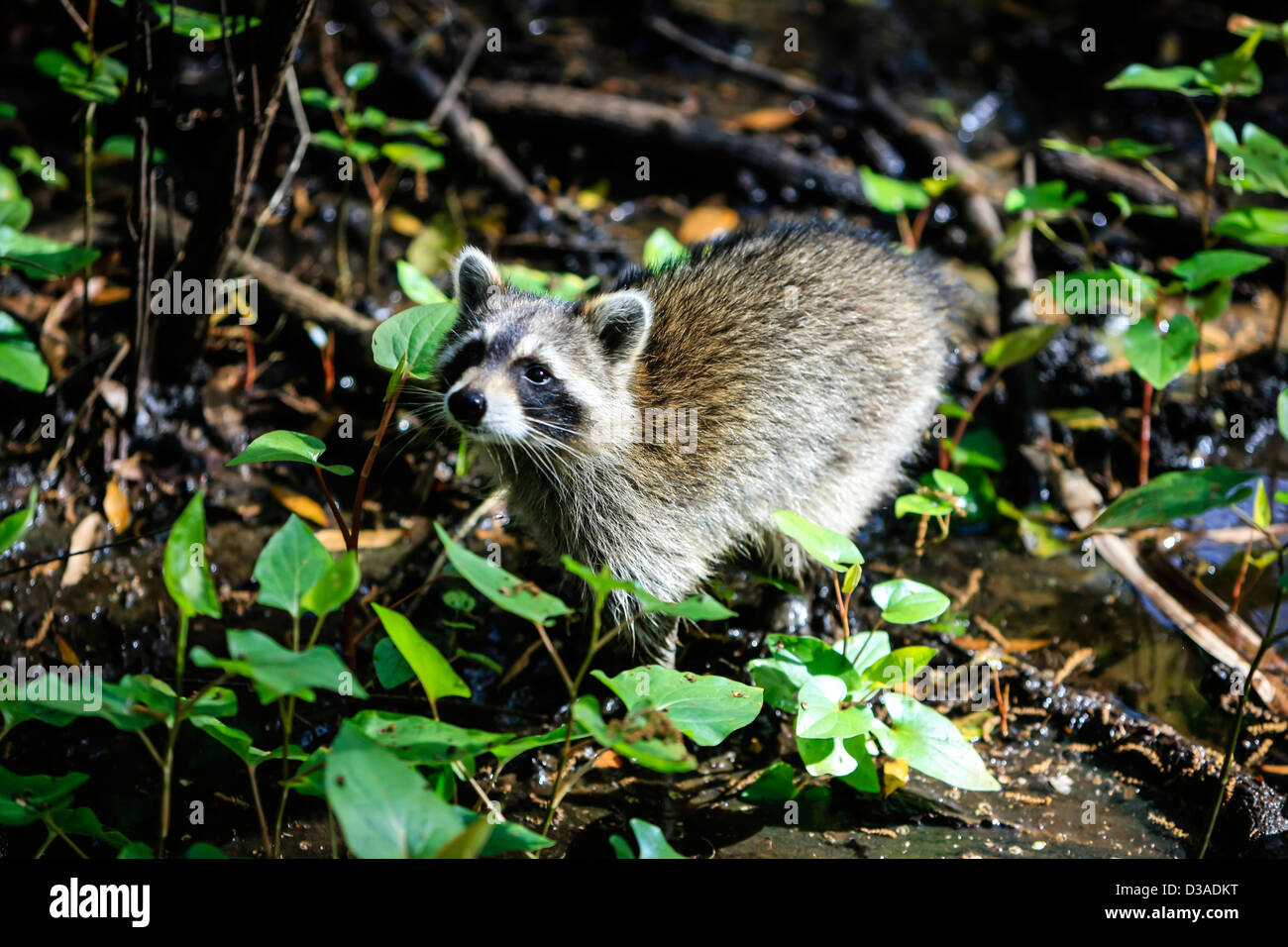 Critter hi-res stock photography and images - Alamy