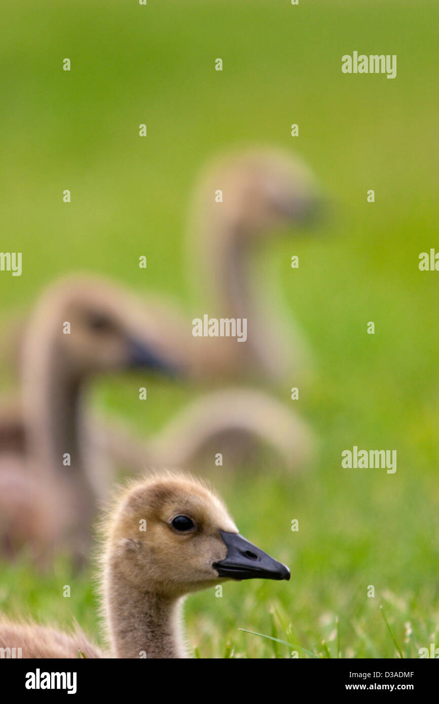 Baby babies hi-res stock photography and images - Alamy