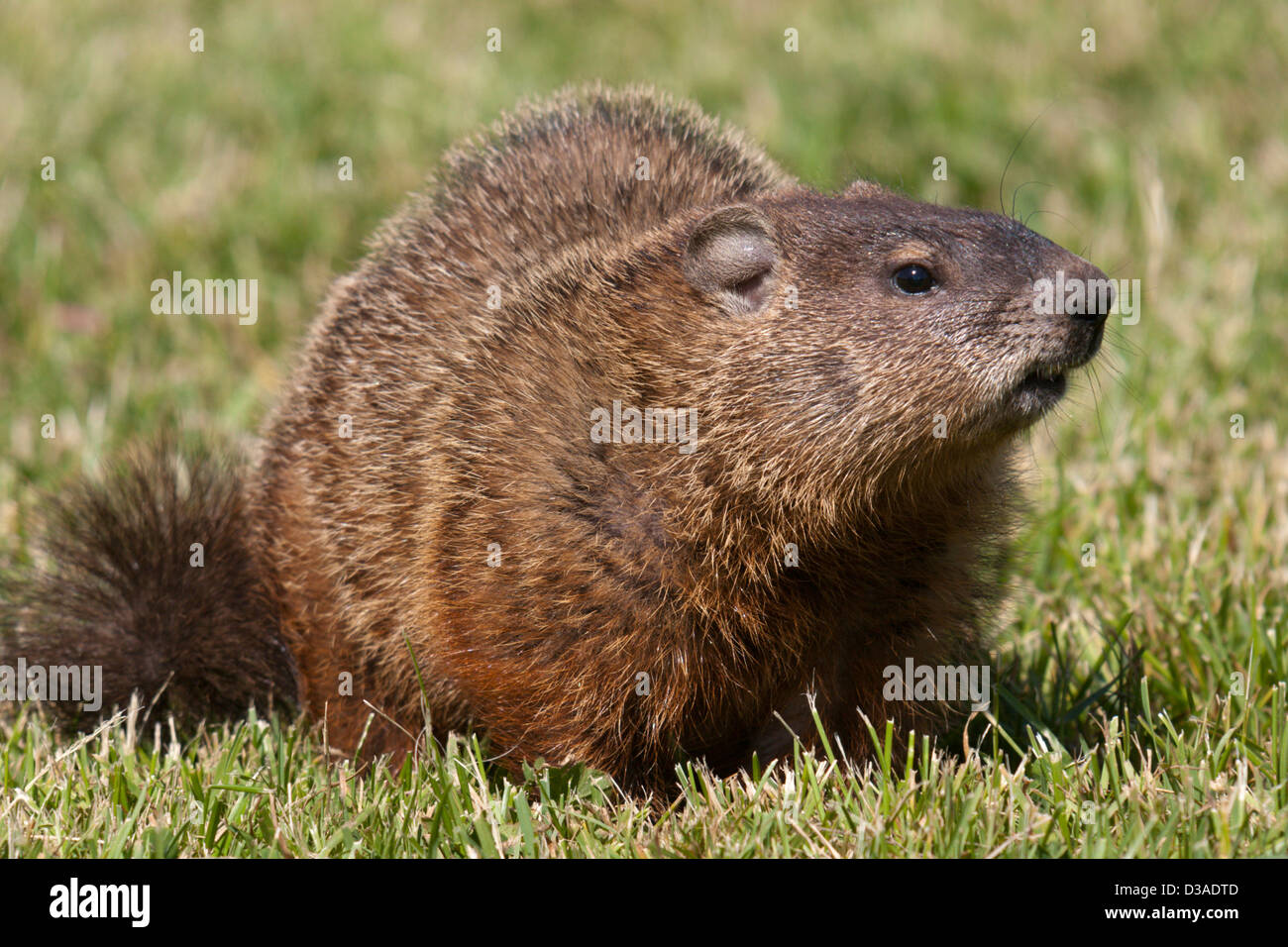 ground hog animal rodent mammal urban Stock Photo - Alamy