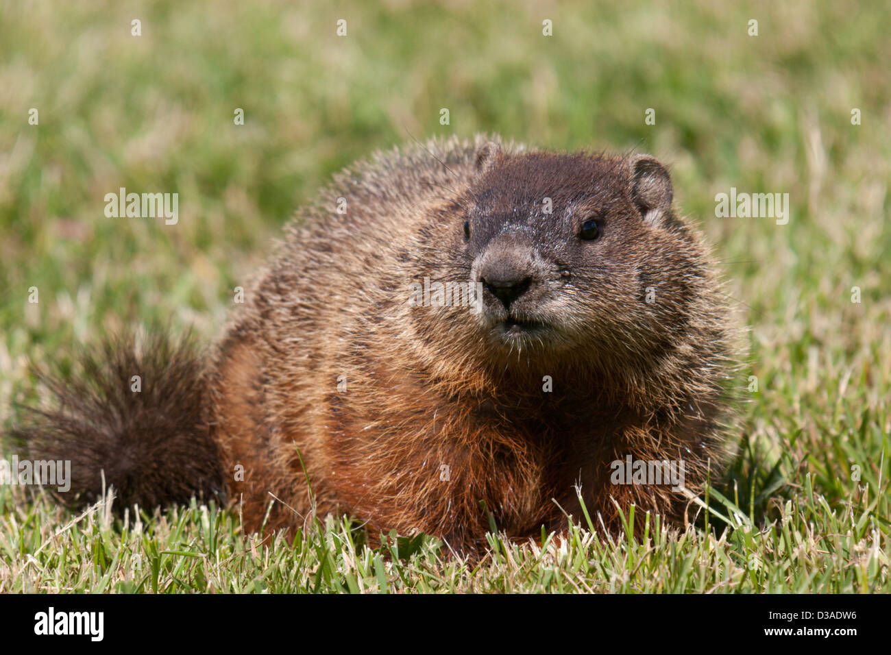 ground hog animal rodent mammal urban Stock Photo - Alamy