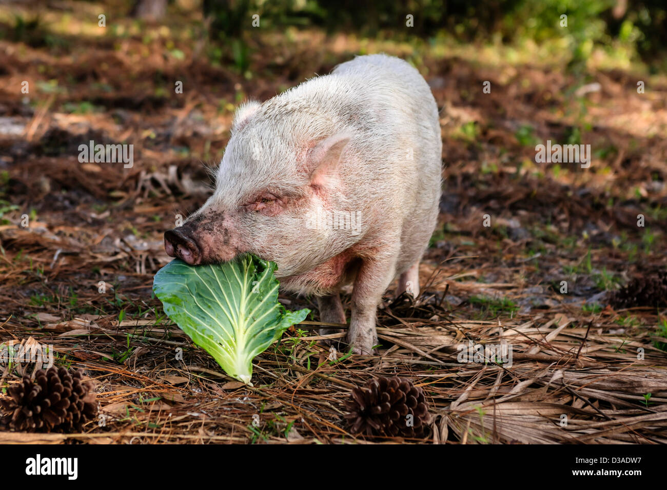Agriculture farming everglades hi-res stock photography and images - Alamy