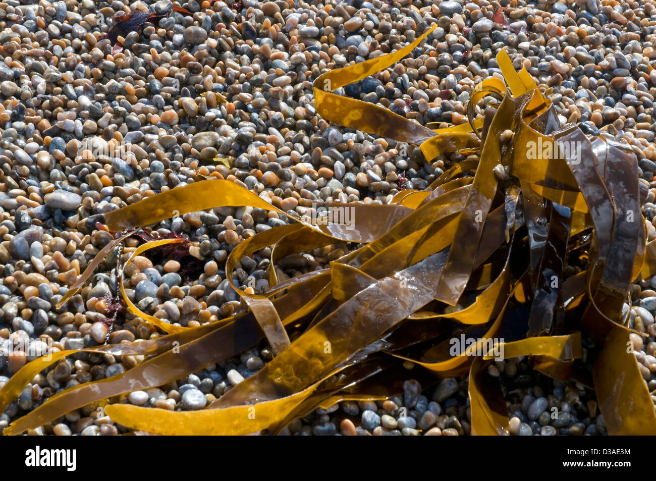 Debris washed onto the shore hi-res stock photography and images - Alamy