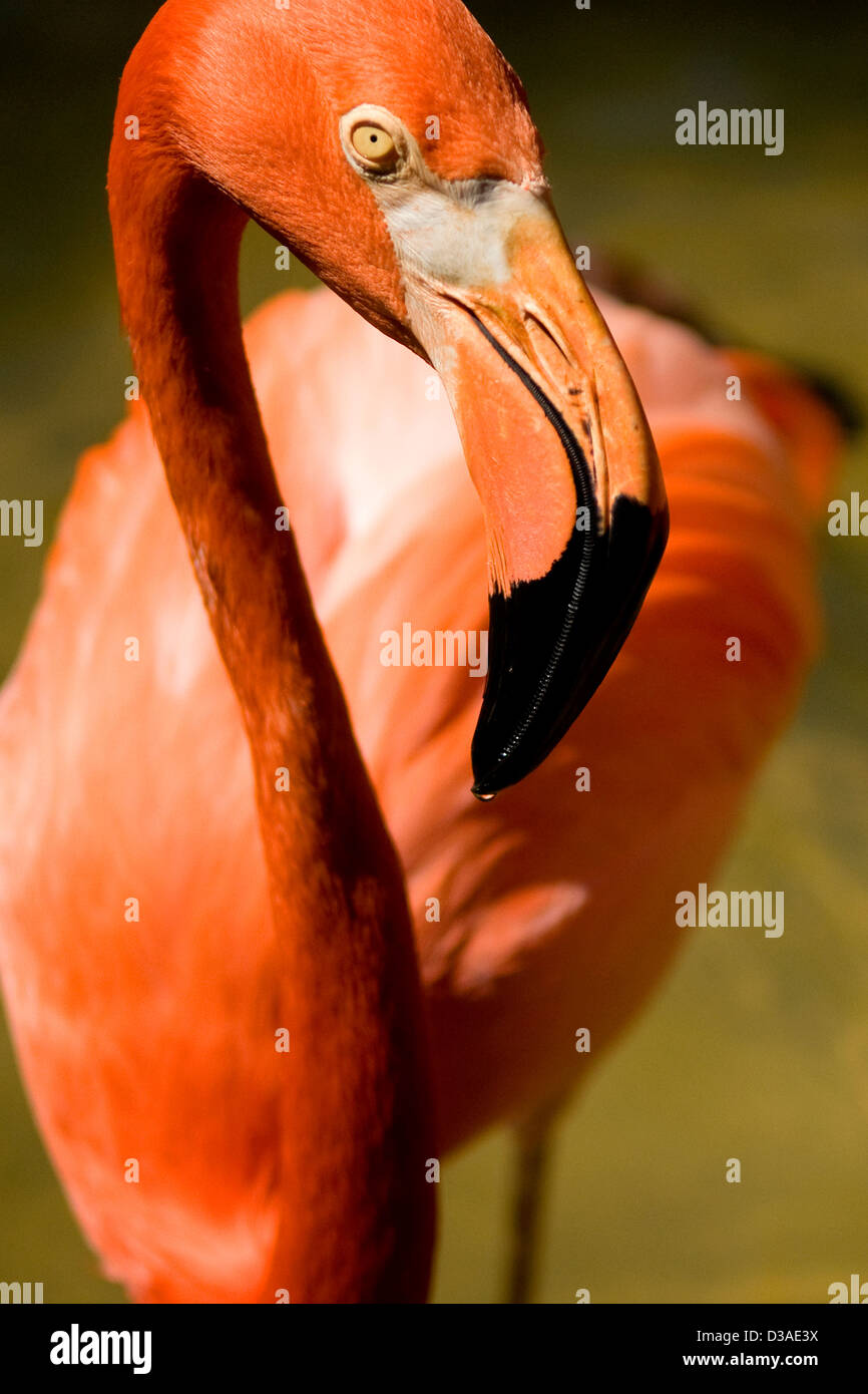 A pink flamingo Stock Photo - Alamy