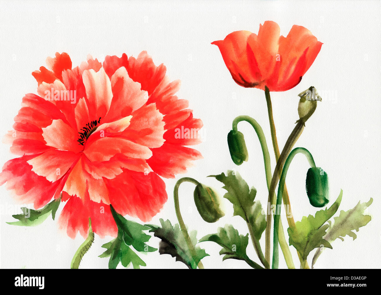 Original art, watercolor painting of red poppies Stock Photo - Alamy