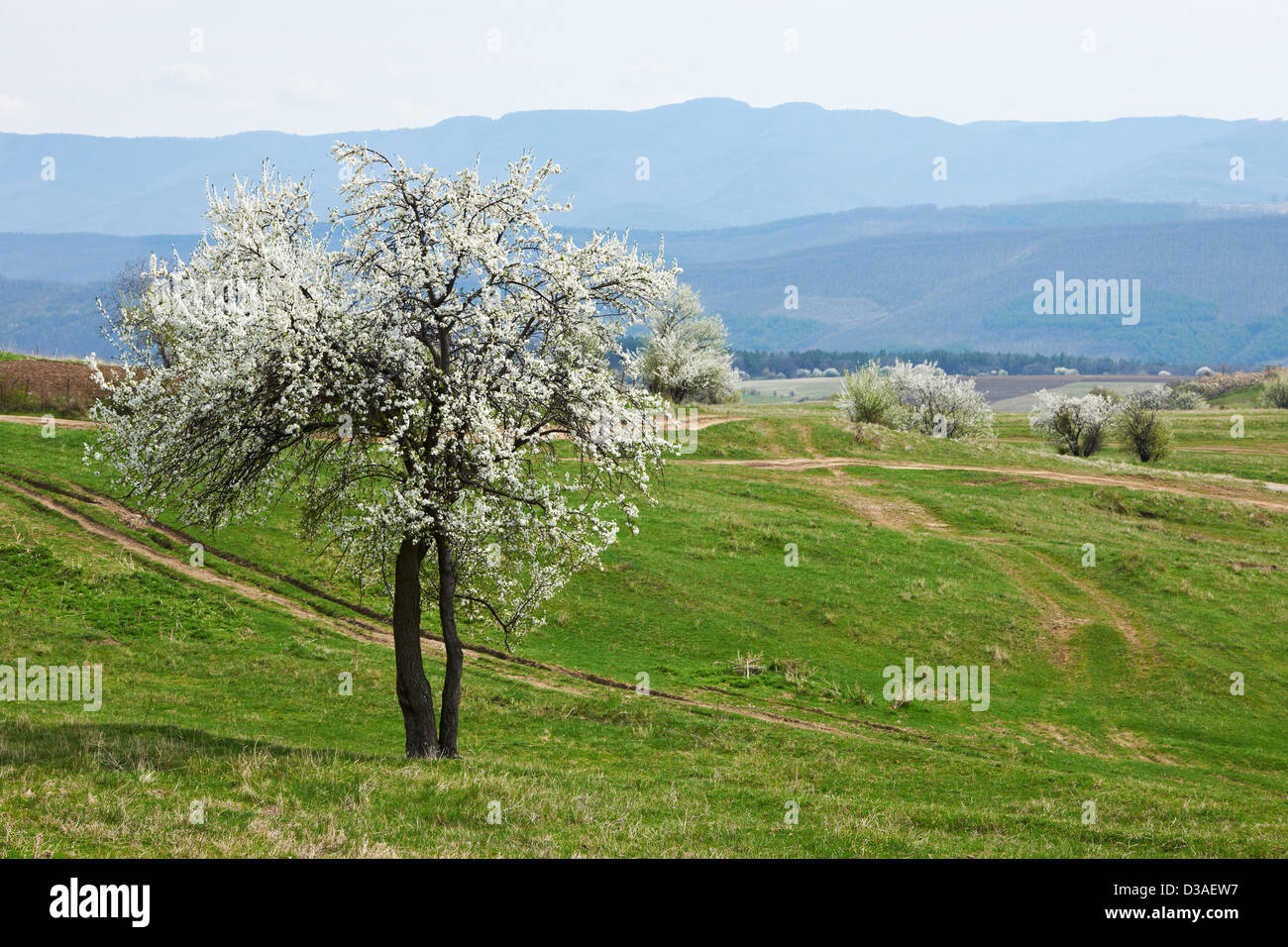 Blossom tree on green spring field and some mountains in the background ...