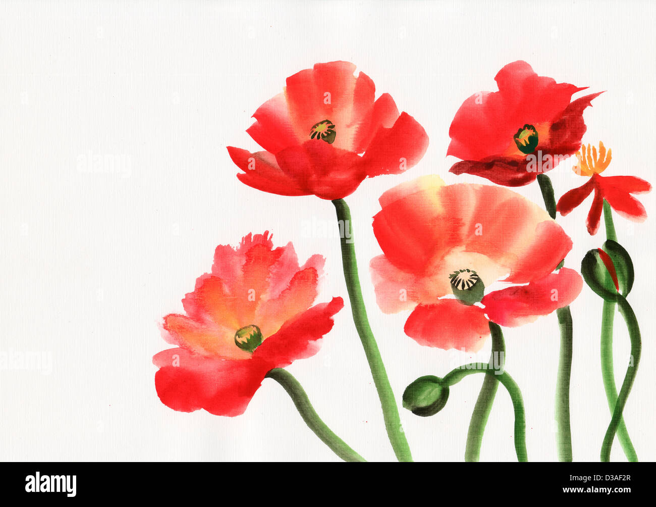 Original art, watercolor painting of red poppies Stock Photo - Alamy