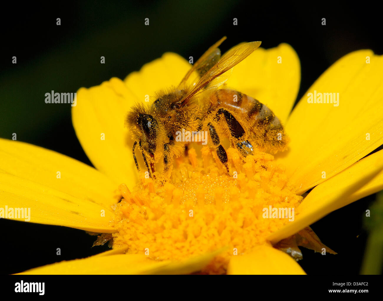 Honey bee pollinating a flower Stock Photo - Alamy