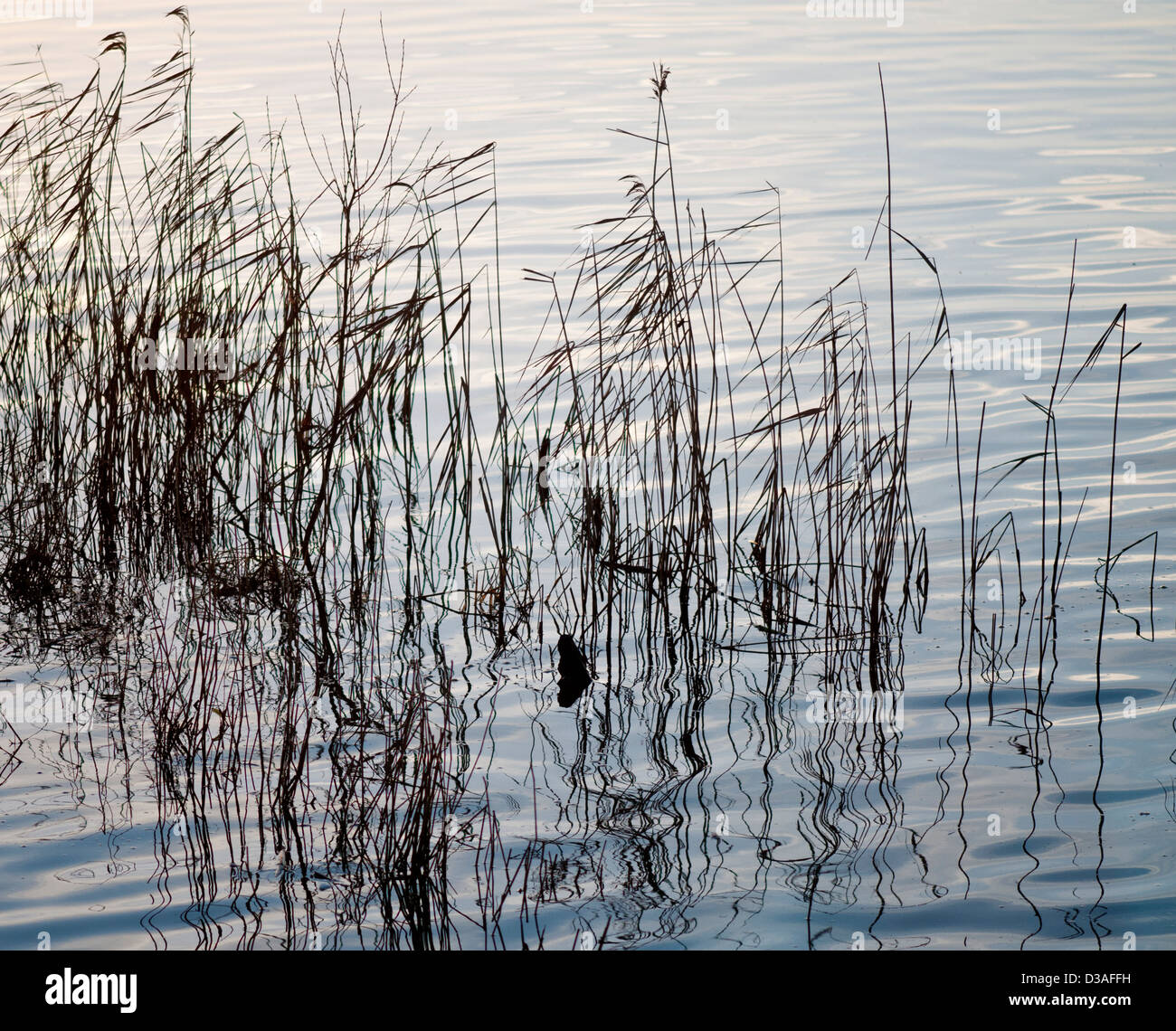 nearly monochrome tranquil background scene of grasses growing in water ...