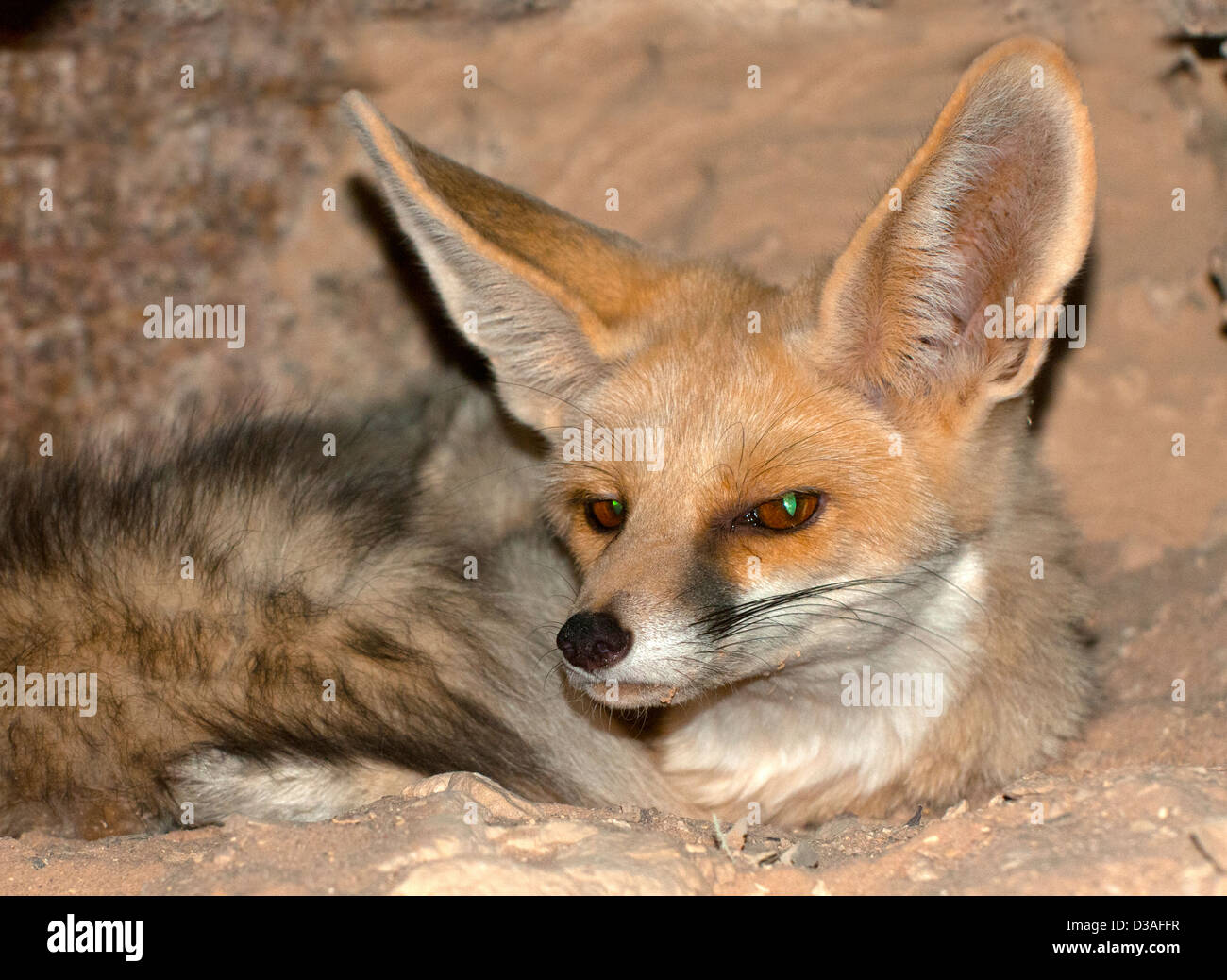 Fox Israel High Resolution Stock Photography and Images - Alamy