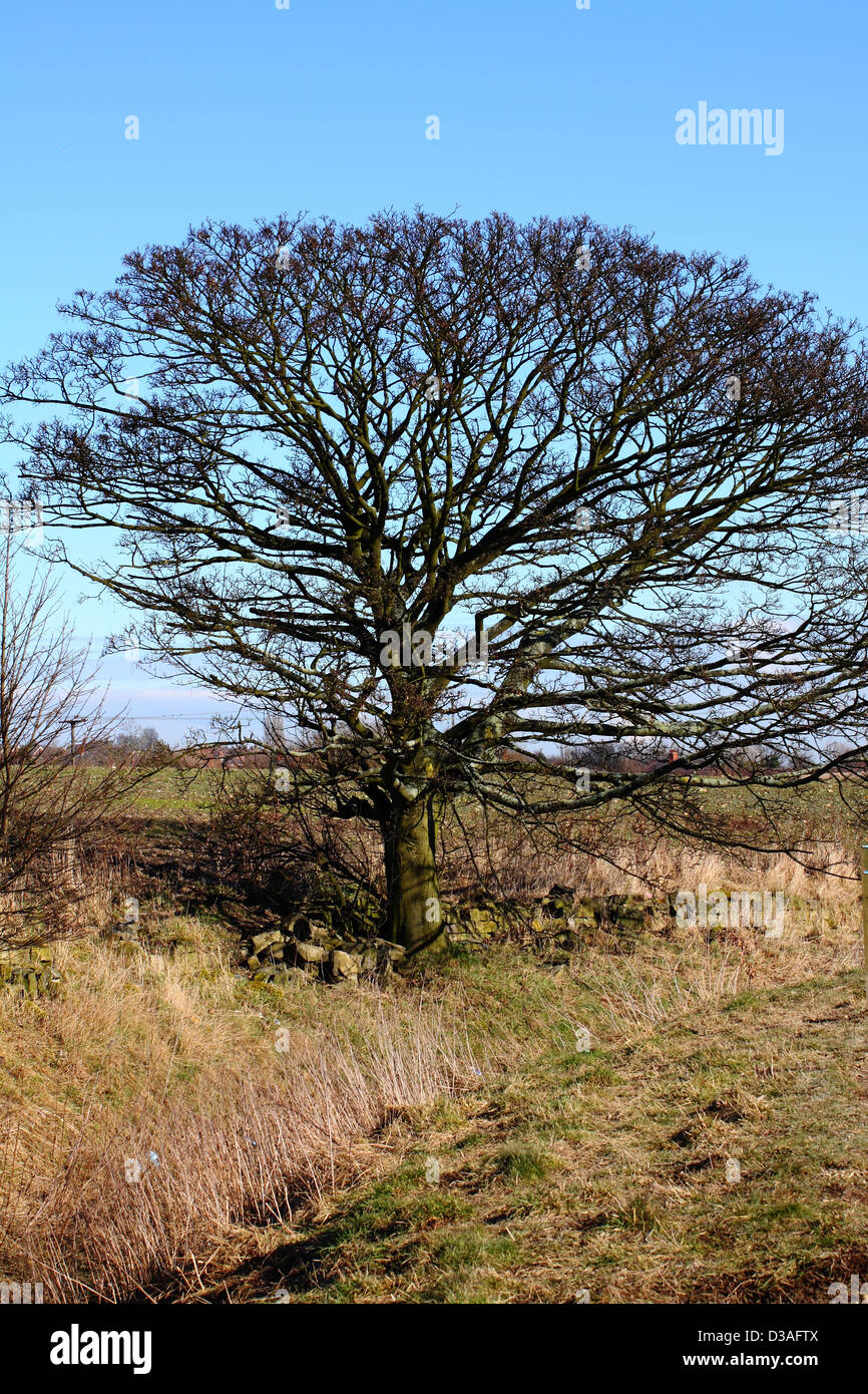 Mature tree in winter Stock Photo - Alamy