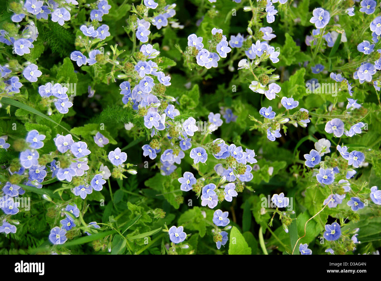 Blue Small Flowers Stock Photo - Alamy