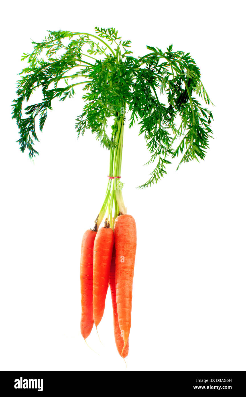 Bunch of four carrots wit leaves and stems suspended against a white ...