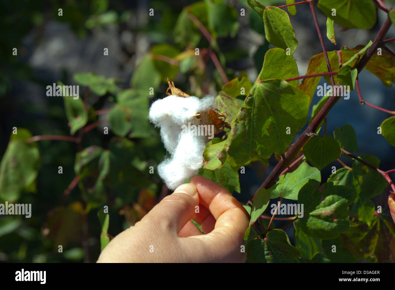 Pulling a cotton flower apart Stock Photo - Alamy