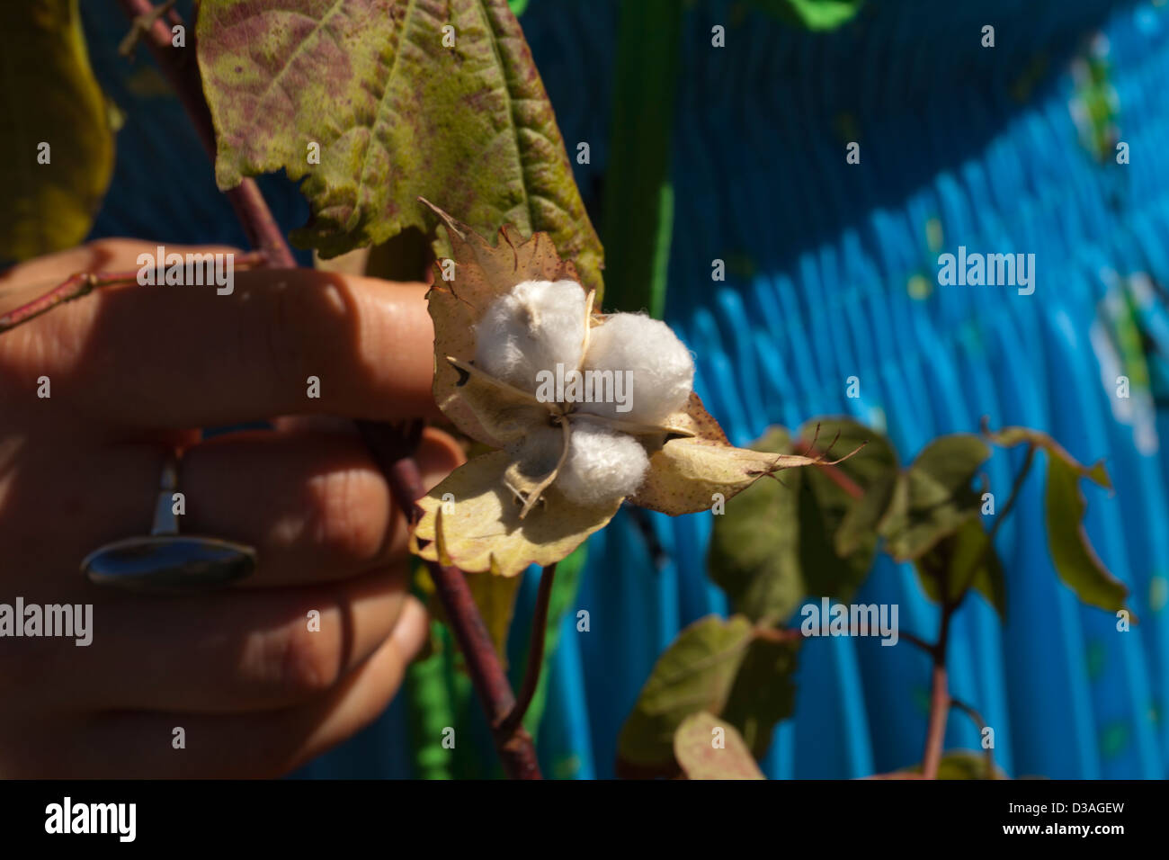 Fiber flower hi-res stock photography and images - Alamy