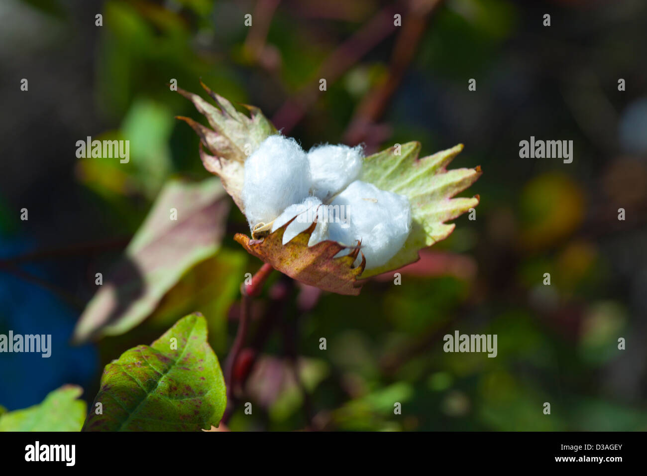 Cotton plant hi-res stock photography and images - Alamy