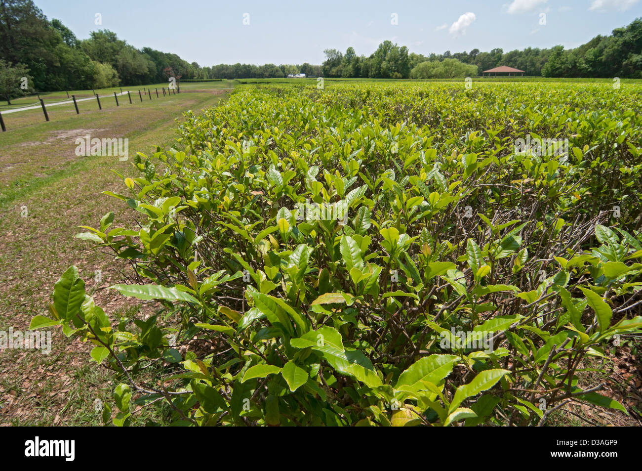 The Charleston Tea Plantation is located on historic Wadmalaw Island in ...