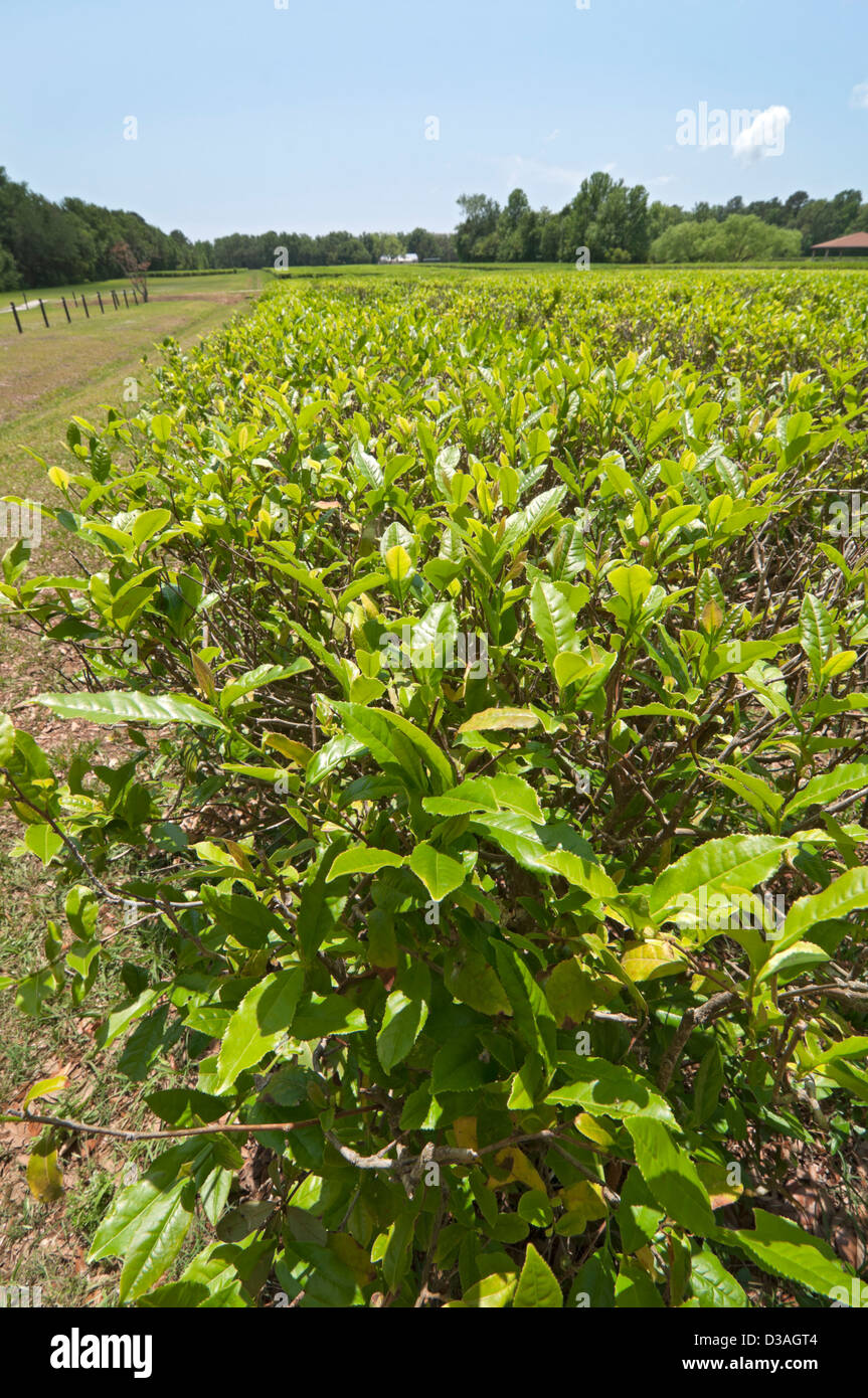 Charleston tea plantation hi-res stock photography and images - Alamy
