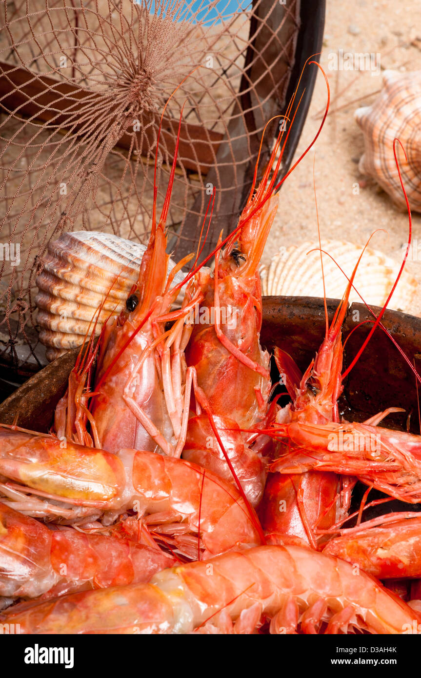 Raw red prawns with a maritime background of sand, seashells, a ...