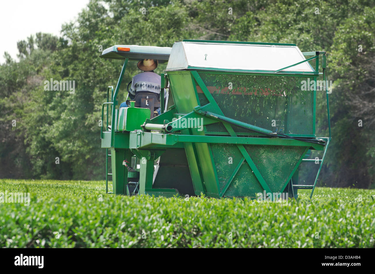 Tea harvesting machine harvester in hi-res stock photography and images ...