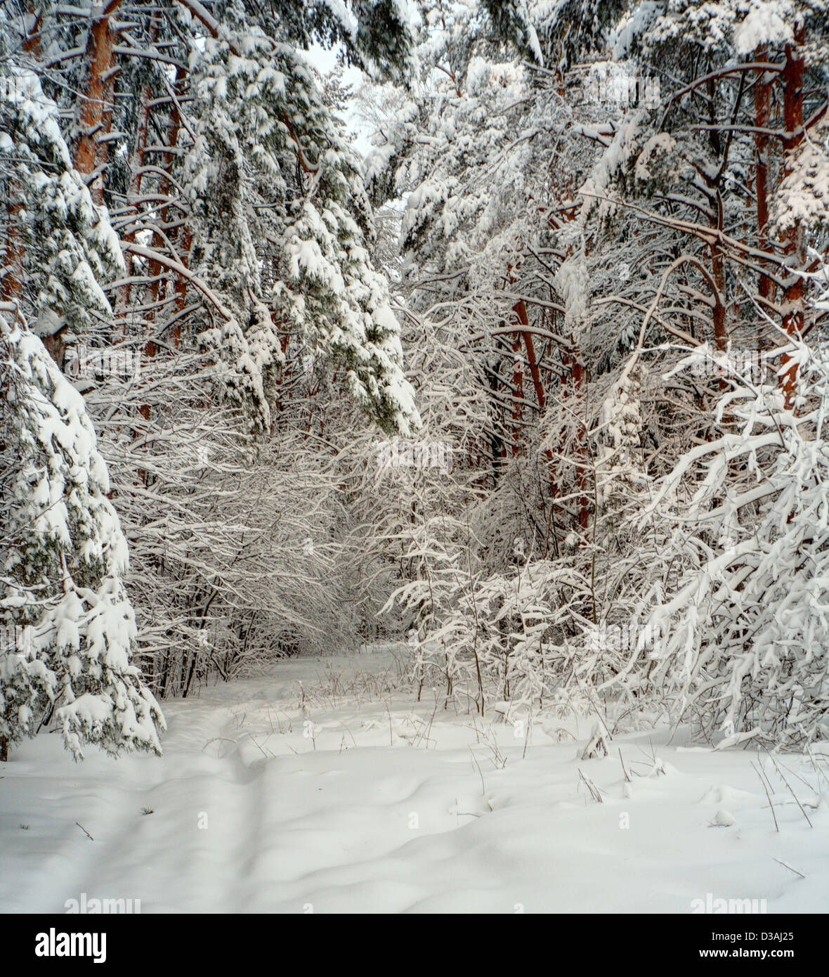 Winter forest in snow Stock Photo - Alamy