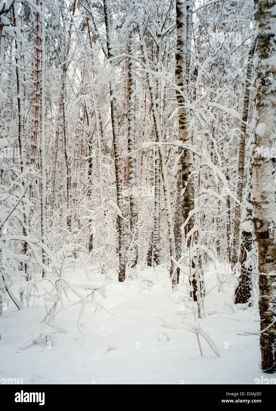 Winter forest in snow Stock Photo - Alamy
