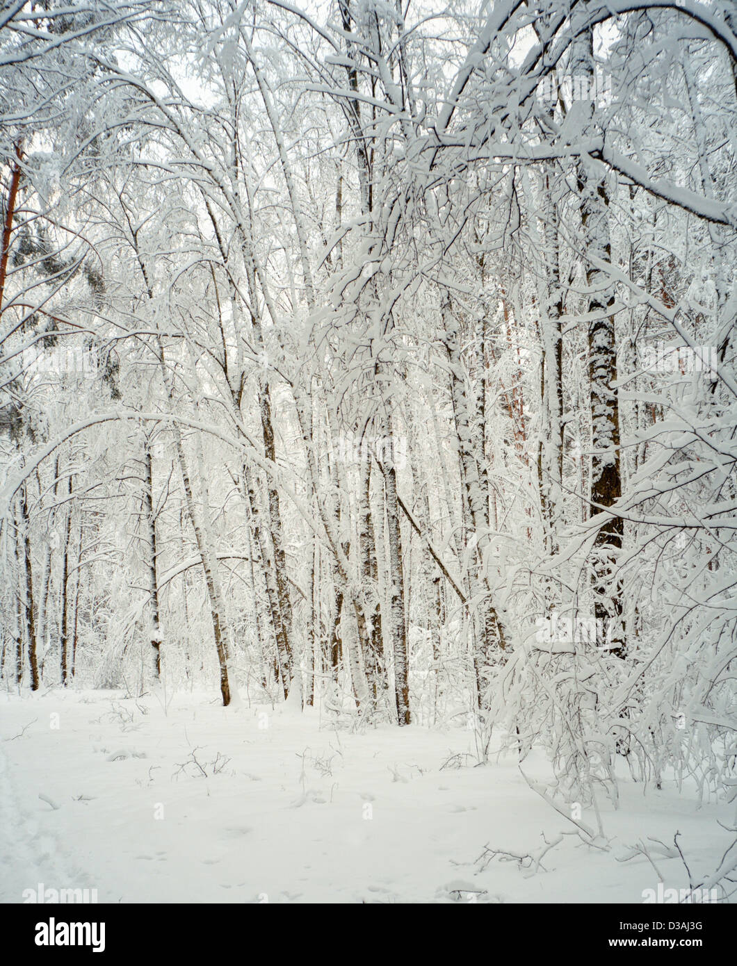 Winter forest in snow Stock Photo - Alamy