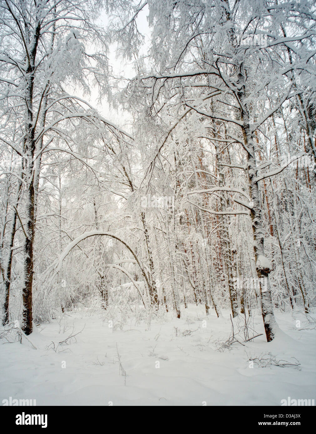 Winter forest in snow Stock Photo - Alamy