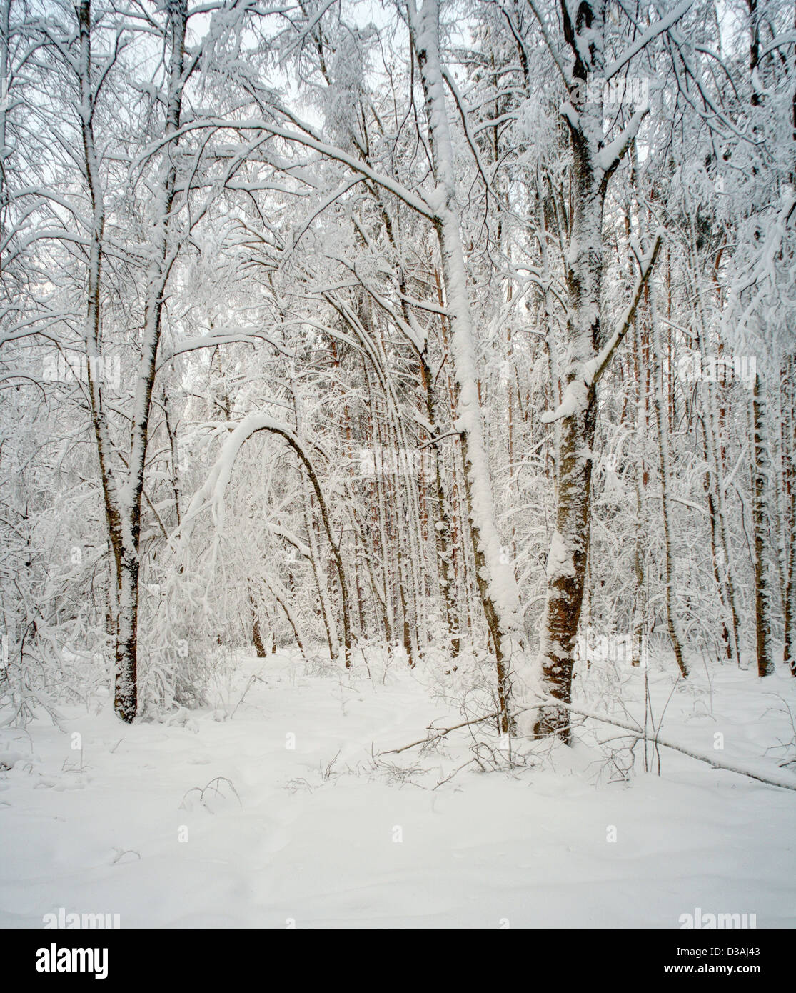 Winter forest in snow Stock Photo - Alamy