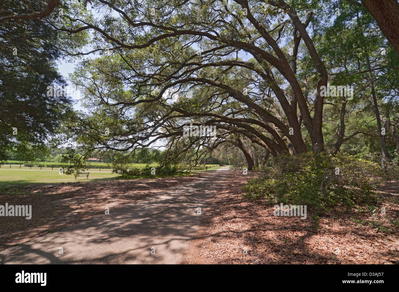 The Charleston Tea Plantation is located on historic Wadmalaw Island in ...