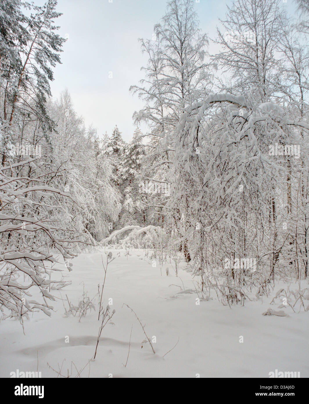 Winter forest in snow Stock Photo - Alamy
