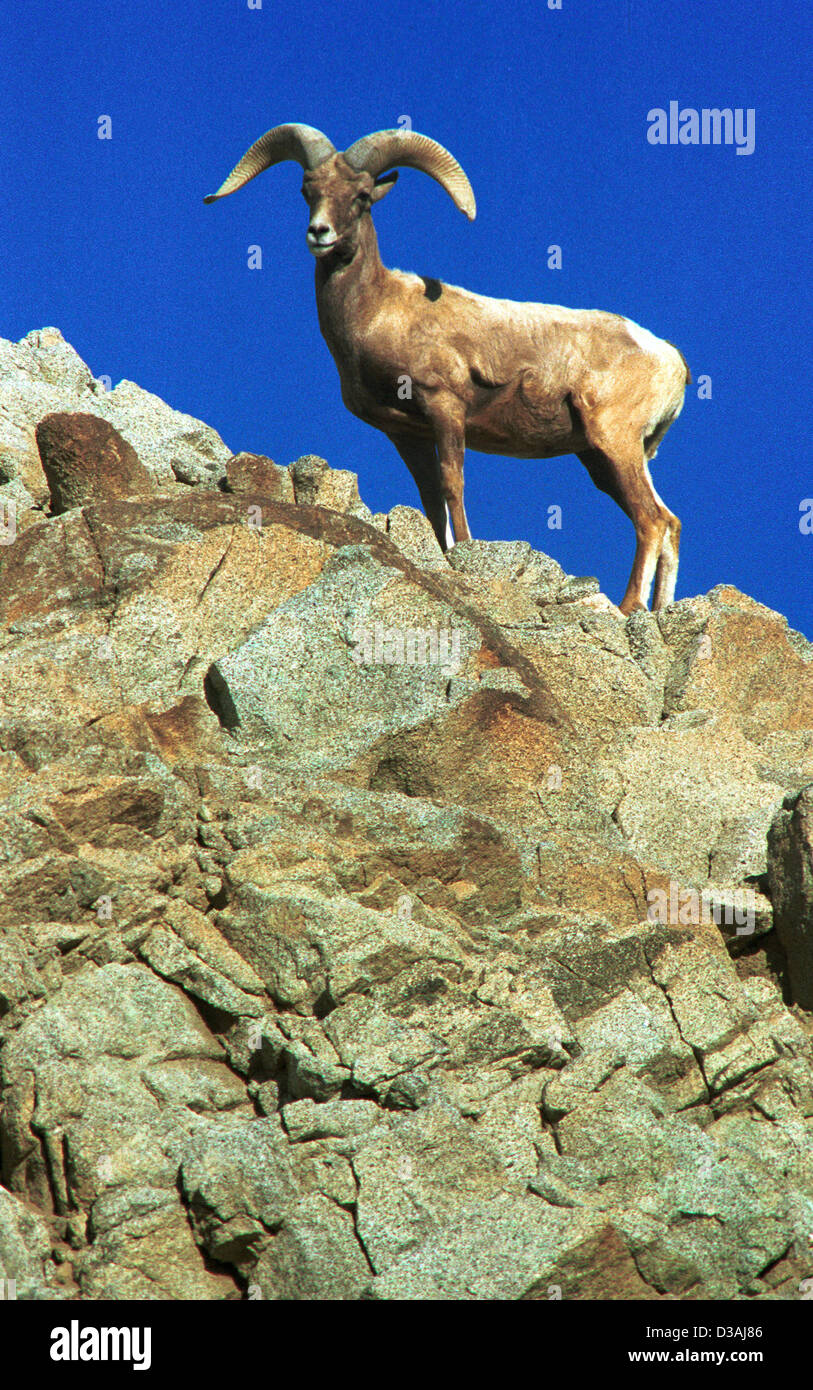 Bighorn sheep stands on edge of rocky cliff San Bernardino National ...