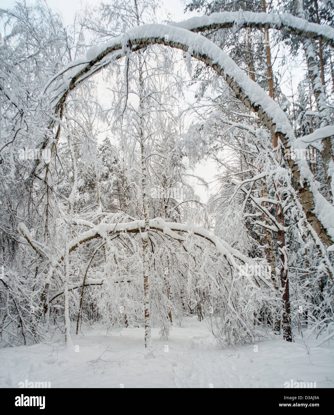 Winter forest in snow Stock Photo - Alamy
