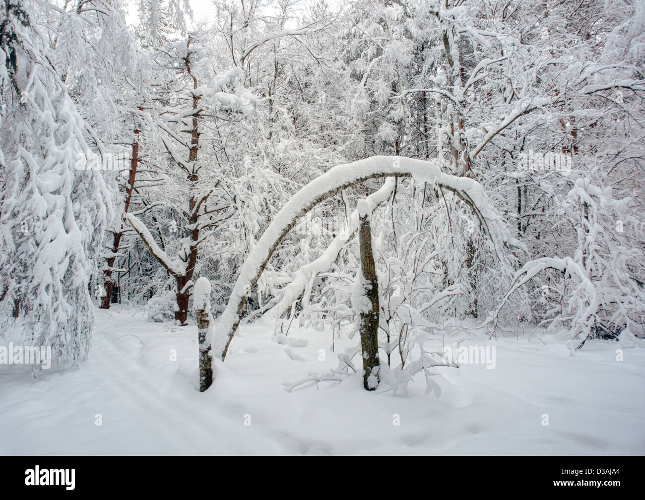 Winter forest in snow Stock Photo - Alamy