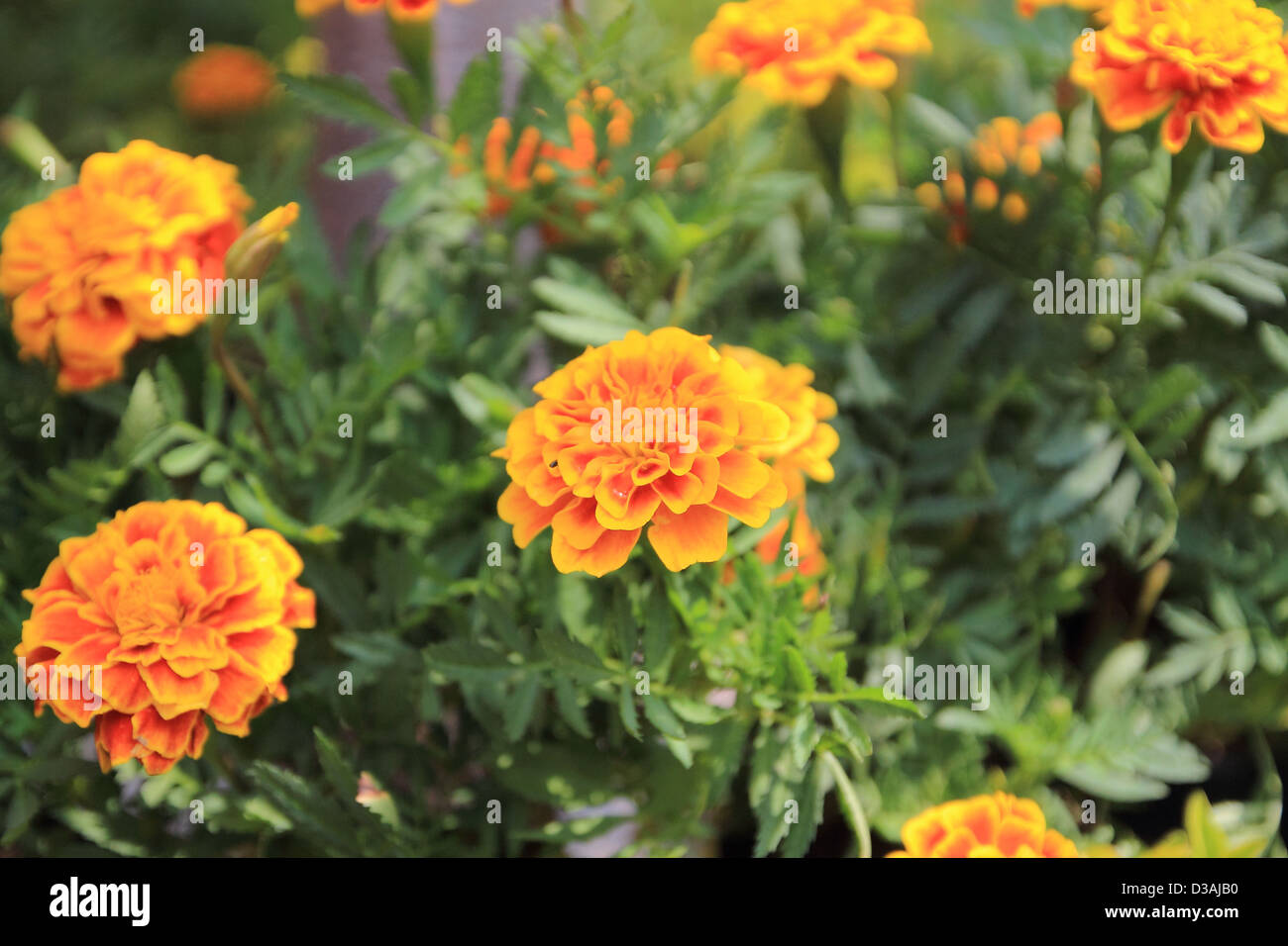 Marigold flower with soft sun light in garden Stock Photo - Alamy