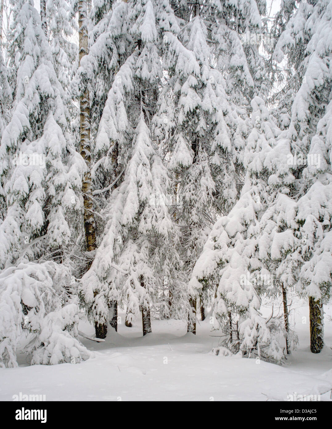 Winter forest in snow Stock Photo - Alamy