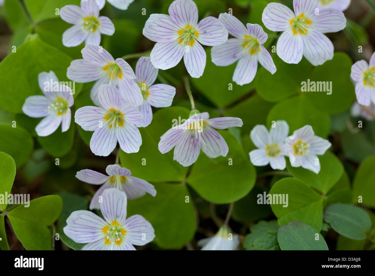 small flower grows in forest as background Stock Photo - Alamy