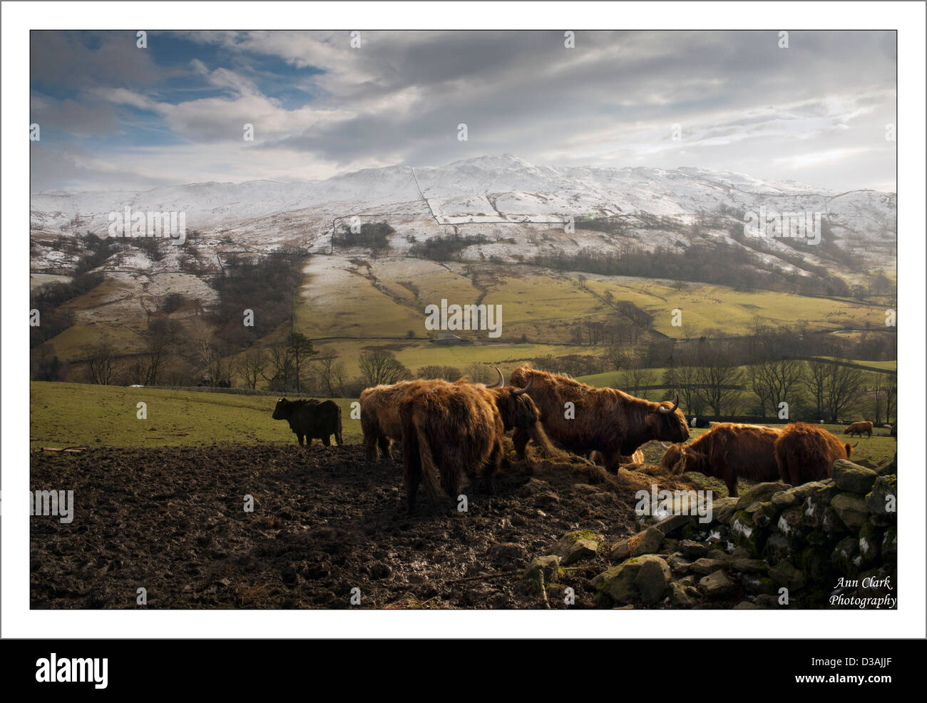 Highland Kyloe cattle in the Lake District Stock Photo - Alamy
