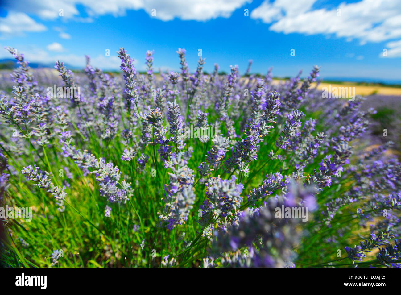 Lavender flowers close up Stock Photo - Alamy