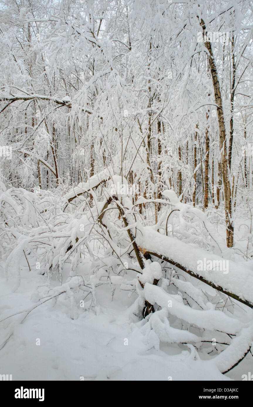 Bad Snow Storm Forest